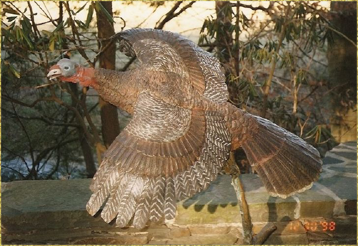 Flying Turkey